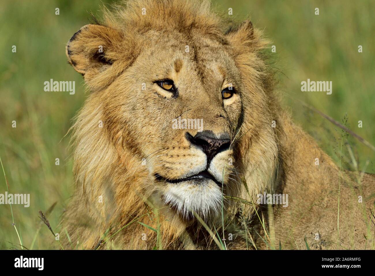 Beautiful male lion Stock Photo - Alamy