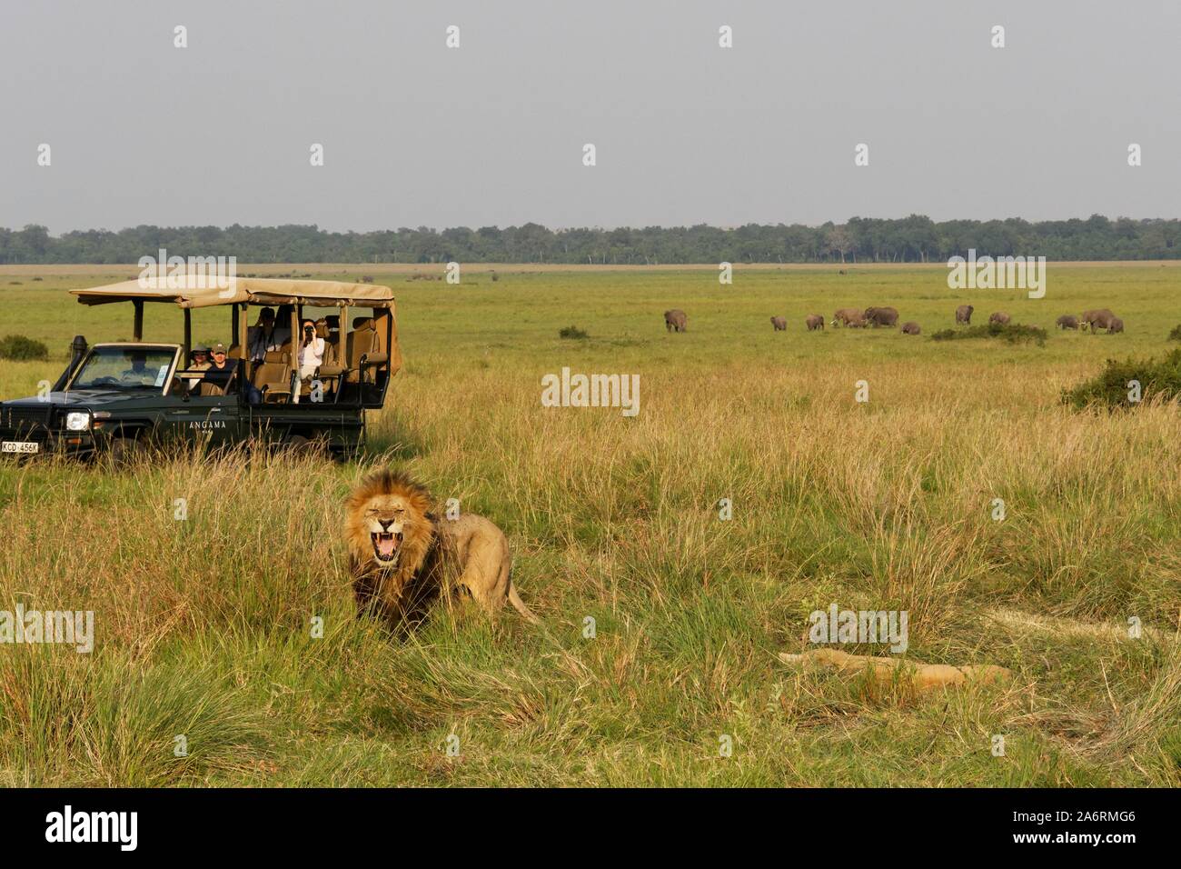 A safari group watches a male lion Stock Photo - Alamy