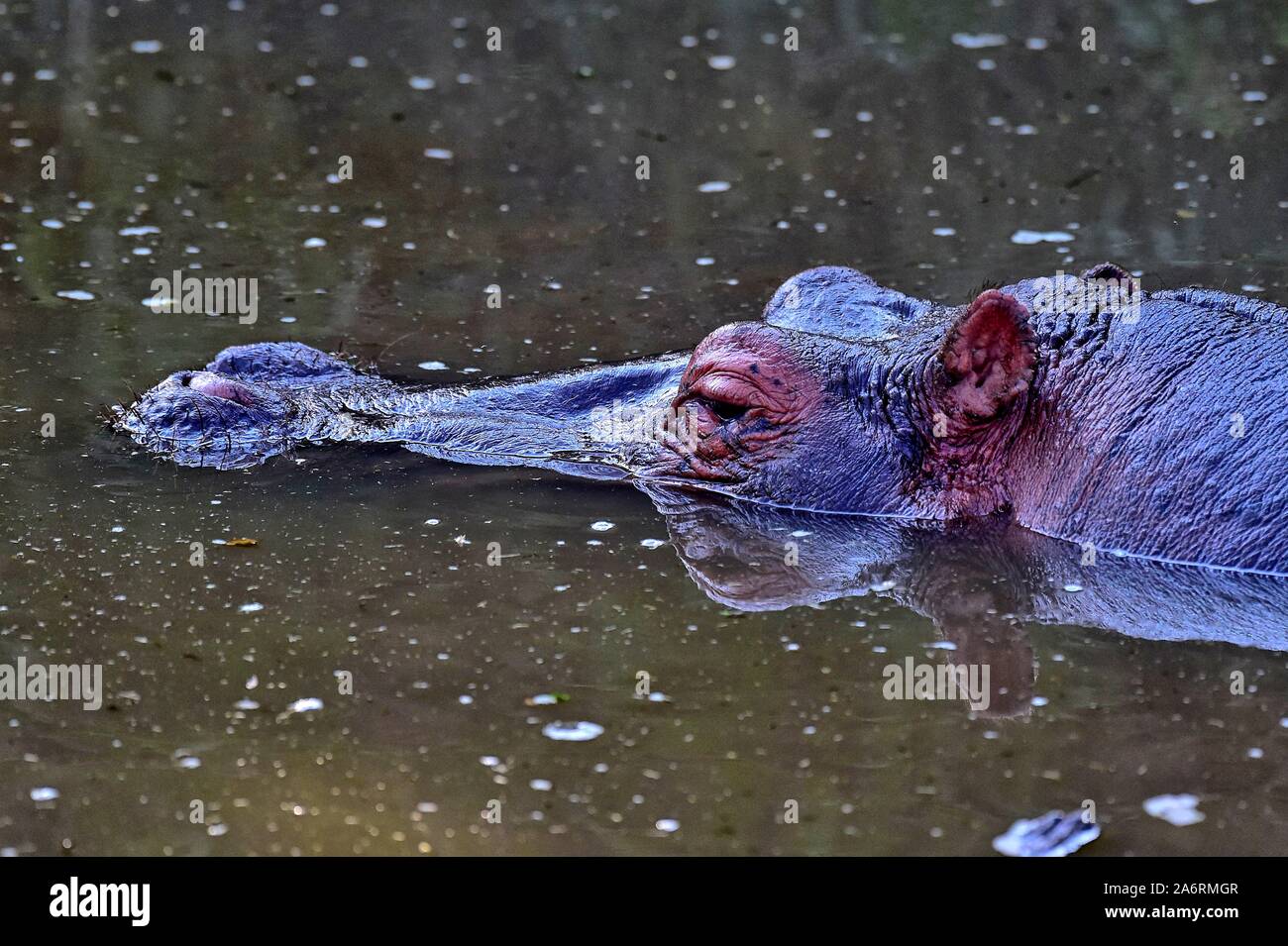 Hippo in water Stock Photo - Alamy