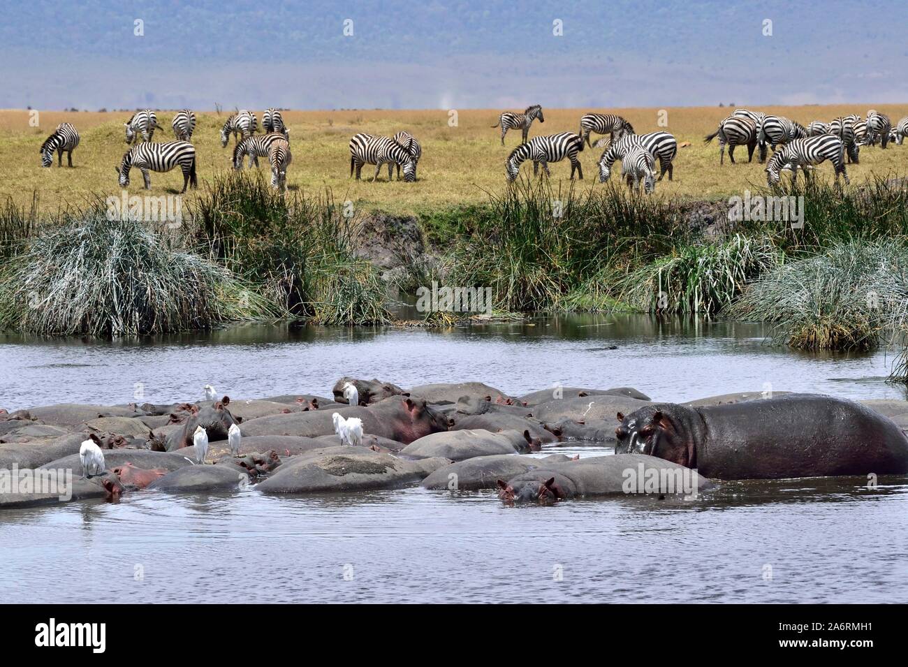 Wildebeest zebras on serengeti hi-res stock photography and images - Alamy