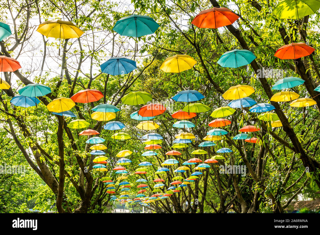 Umbrellas hanging on tree in hi-res stock photography and images - Alamy
