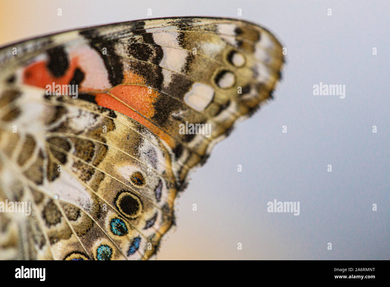 Macro image of butterfly wing Stock Photo - Alamy