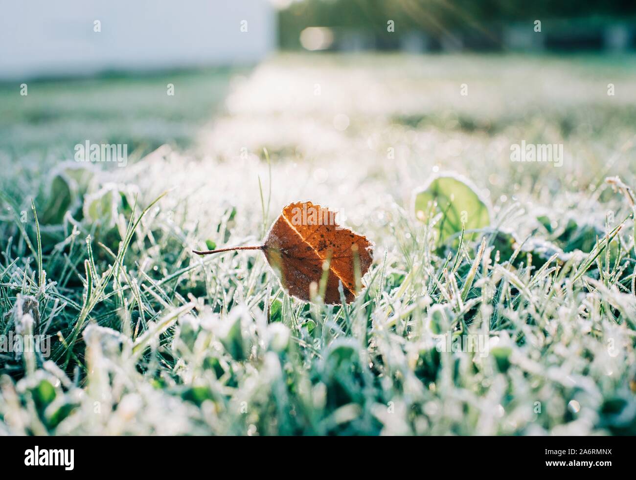 Grass with single leaf hi-res stock photography and images - Alamy