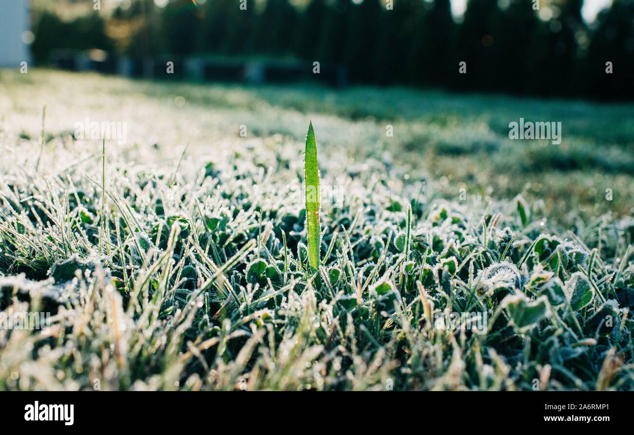single blade of grass in a grass lawn covered in frost with the sun ...