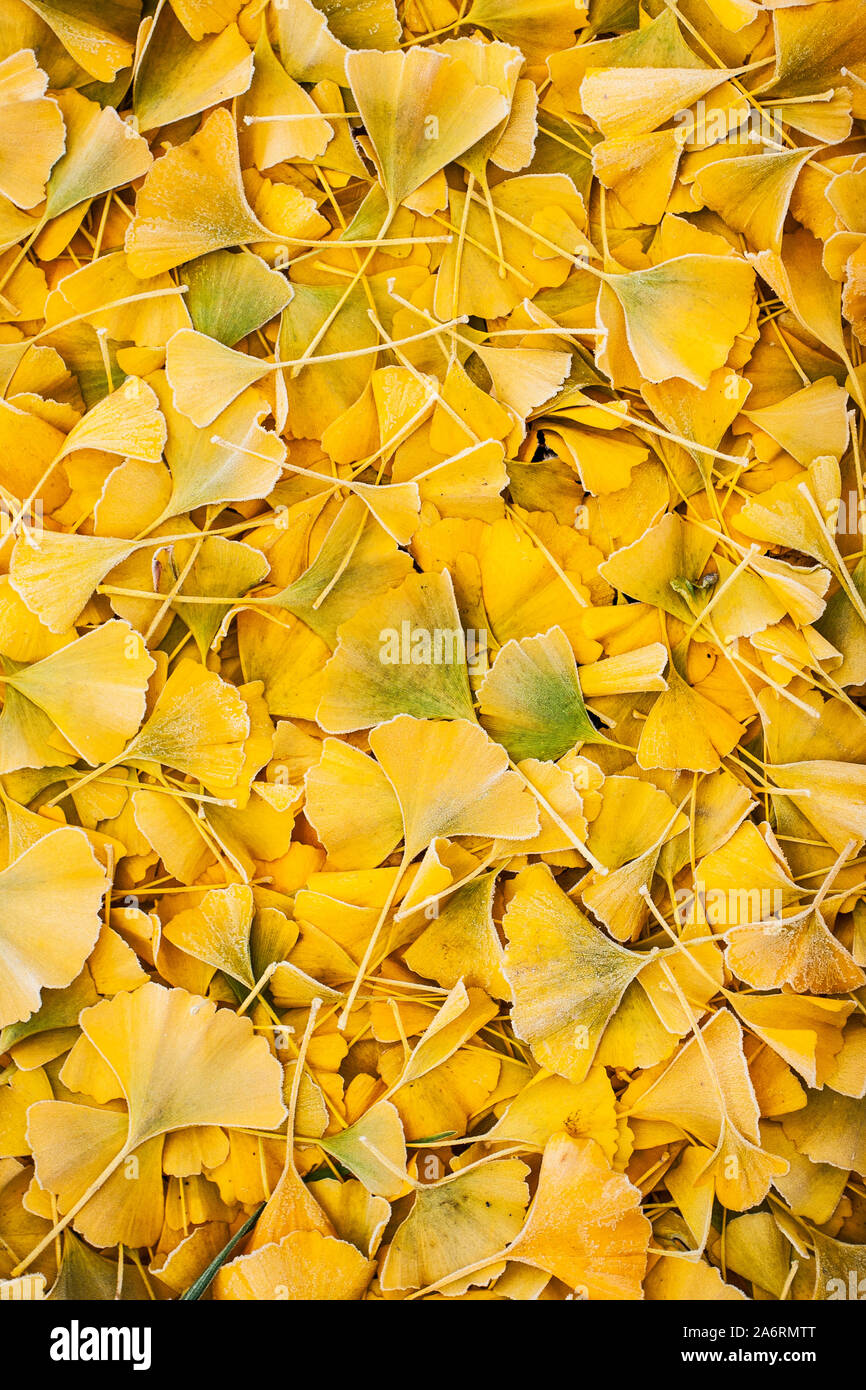 The bright yellow fallen leaves of Ginkgo Biloba in Autumn / Fall Stock ...