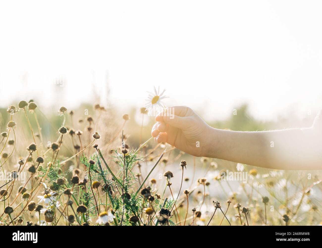 hand picking a wild daisy in a meadow at sunset Stock Photo - Alamy
