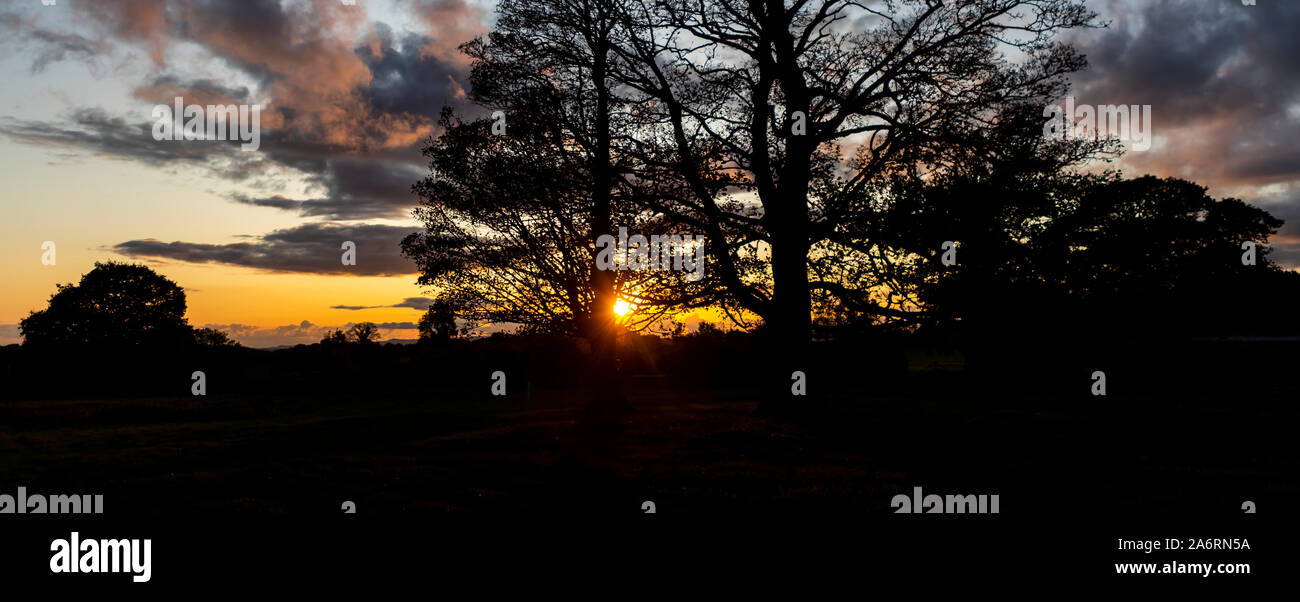 Oak tree at sunset. Humble by Nature, Monmouthshire Stock Photo - Alamy