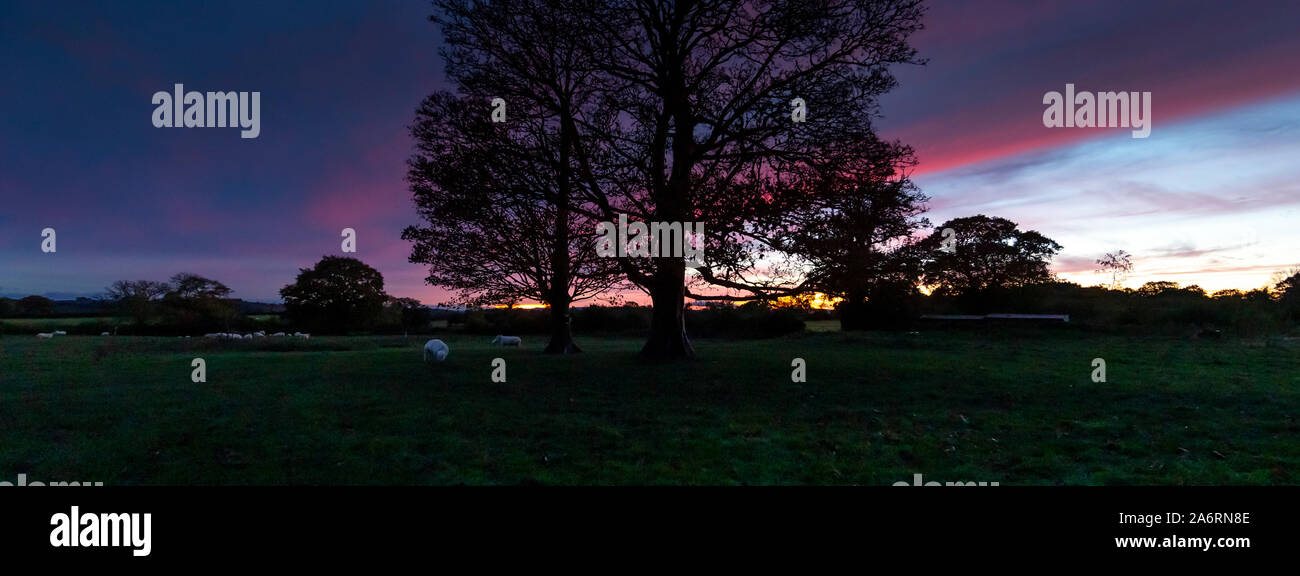 Humble sheep hi-res stock photography and images - Alamy