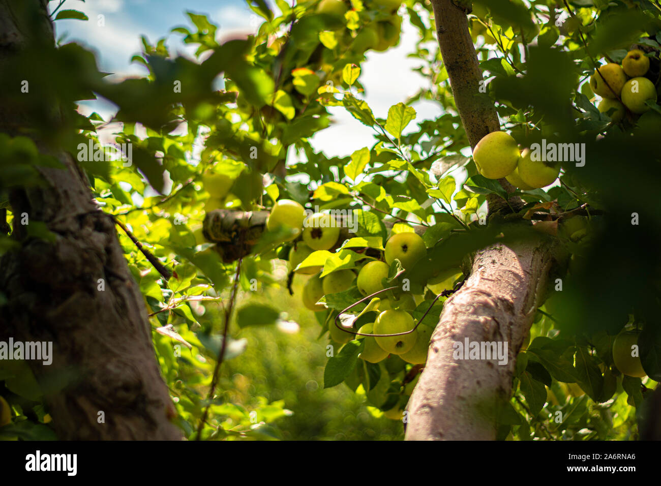 Fruit trees with harvest ripe red and greed apples in a modern Lebanese ...