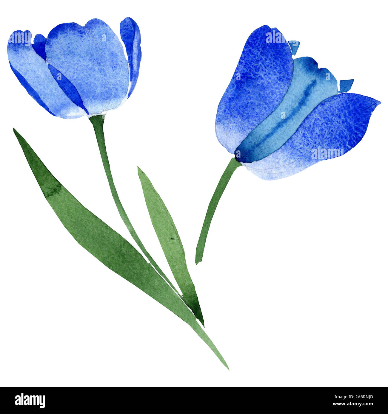 Blue tulip floral botanical flowers. Watercolor background illustration ...