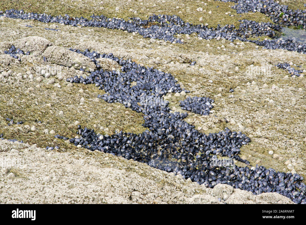 Bed of blue mussels Stock Photo - Alamy