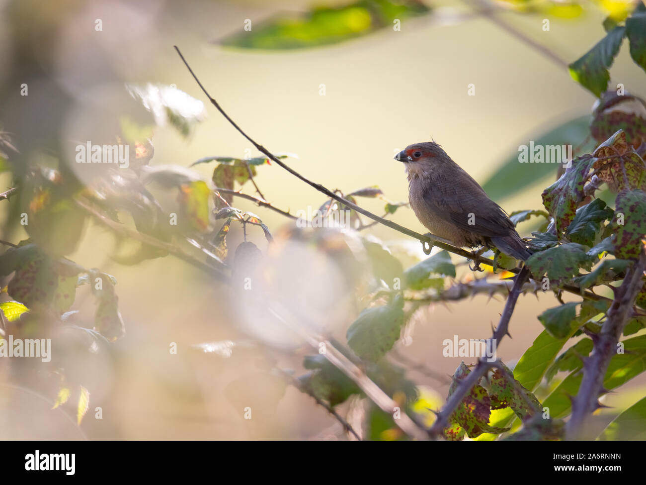 Common waxbill (Bico-de-lacre-comum), wild bird in a field, Braga ...