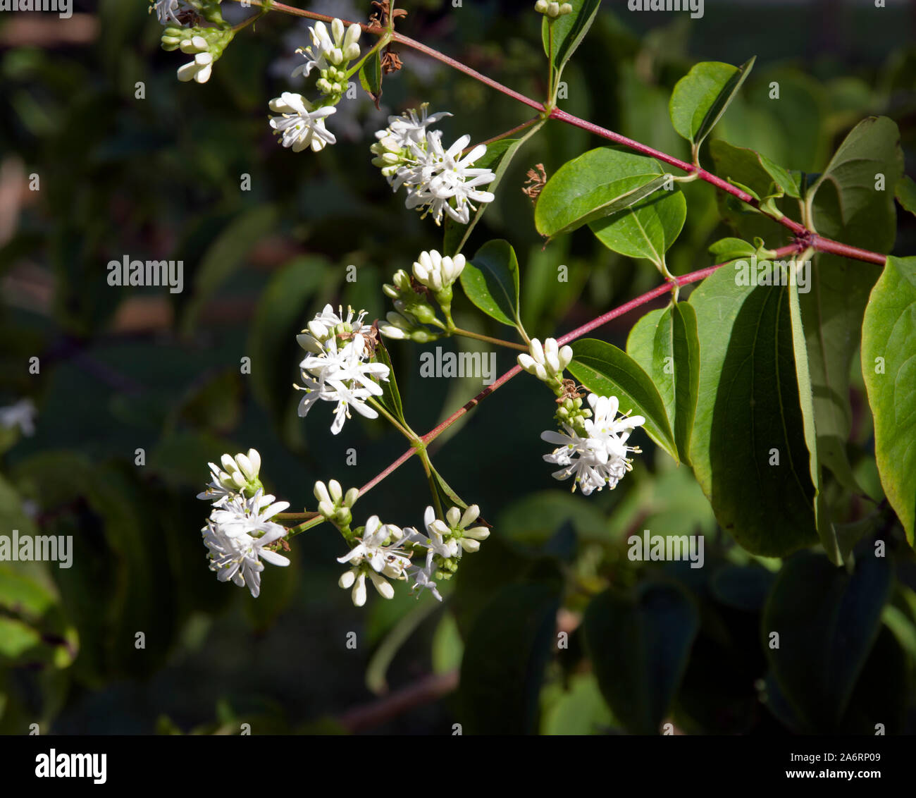 Heptacodium miconioides hi-res stock photography and images - Alamy