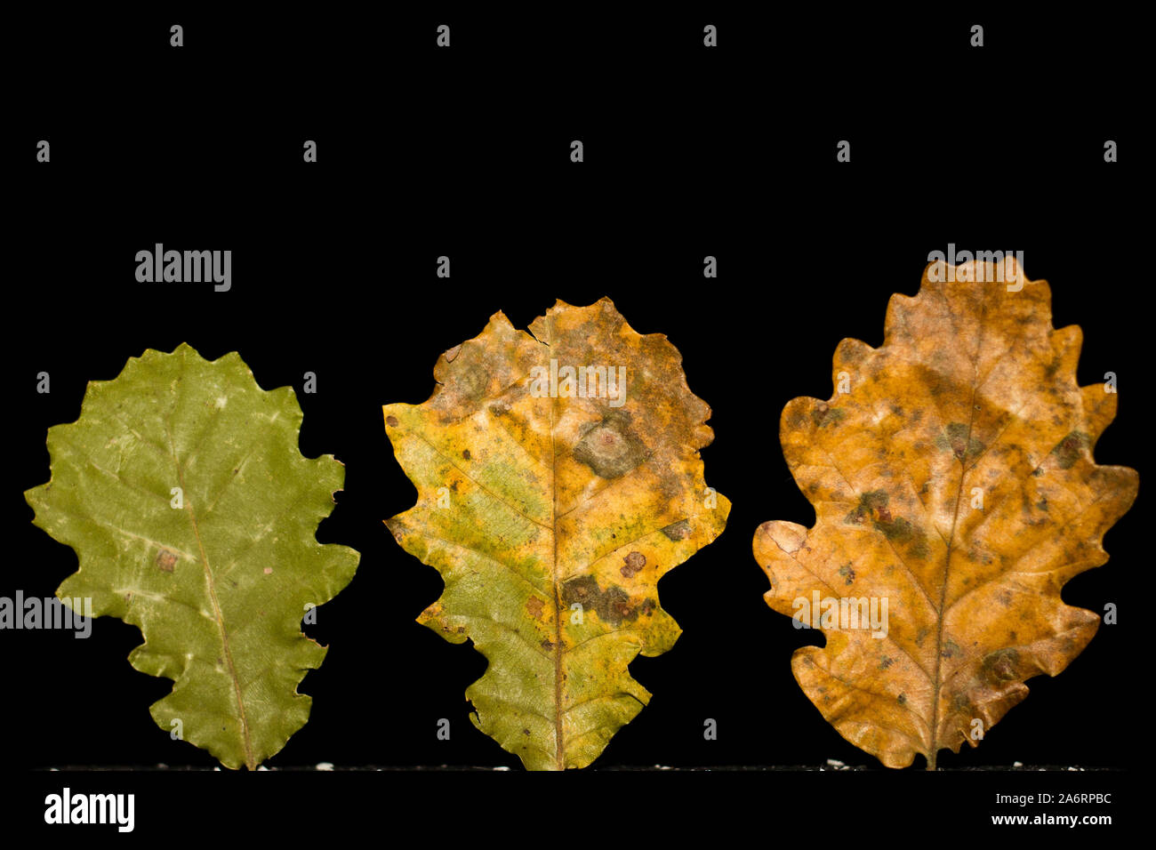 autumn leaves evolution green to brown black background Stock Photo - Alamy