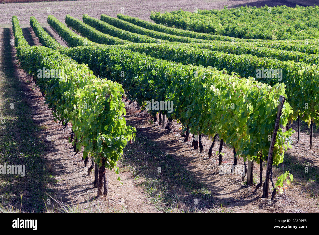 Vines growing in Charente near Guimps, France Stock Photo - Alamy