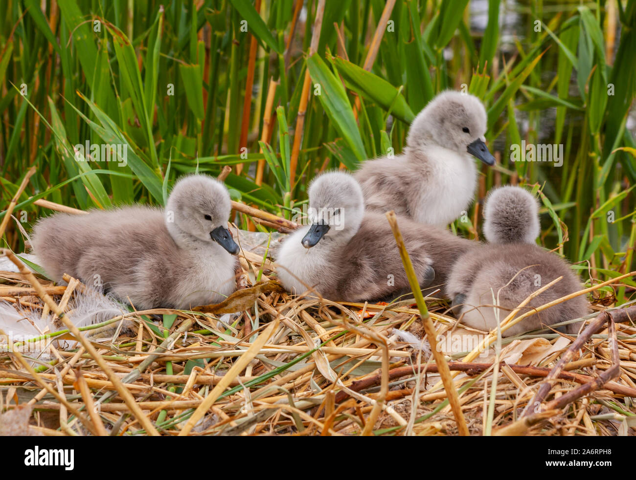 Nest Of Mute Swan High Resolution Stock Photography and Images - Alamy