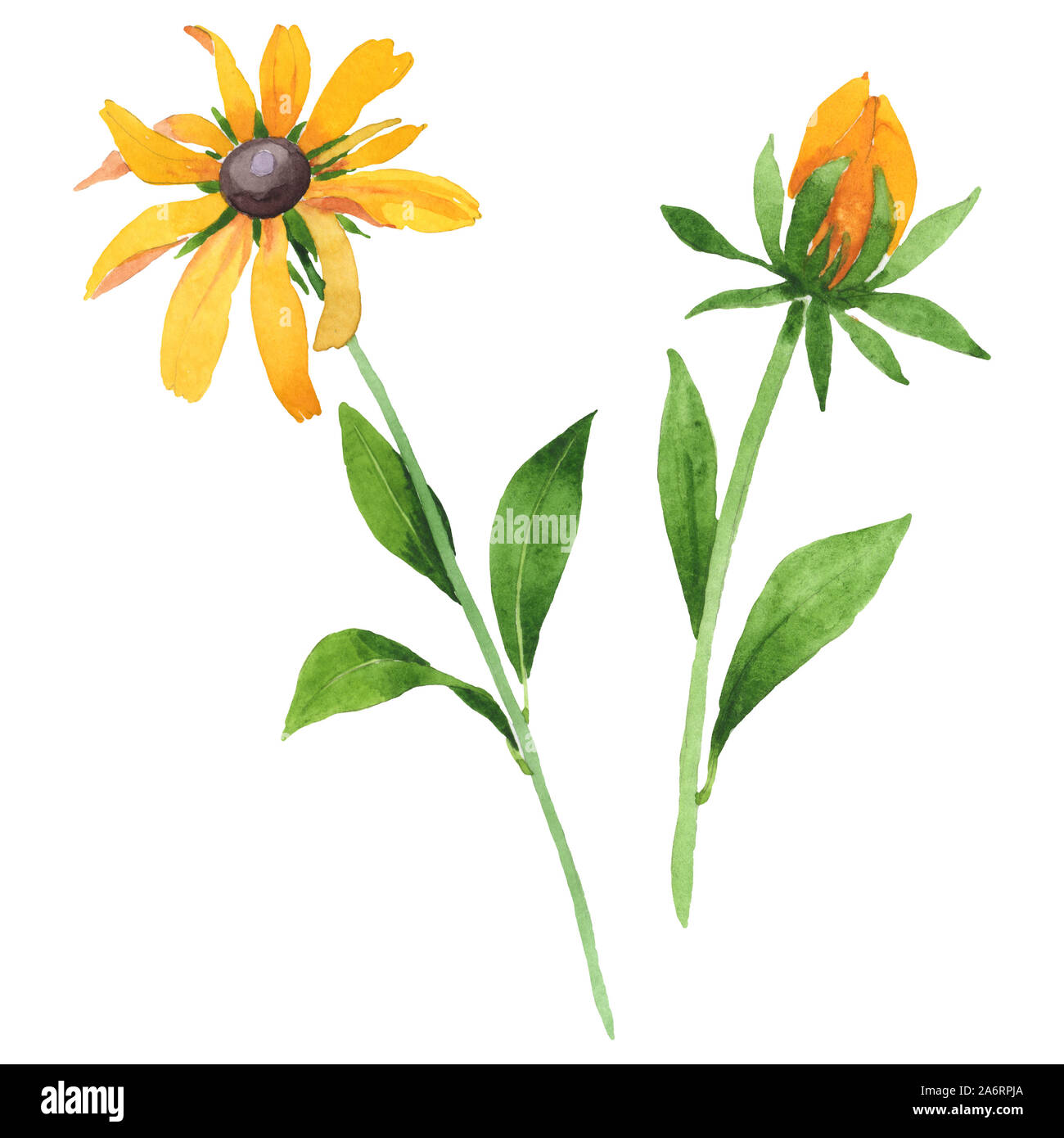 Rudbeckia hirta floral botanical flowers. Watercolor background set ...