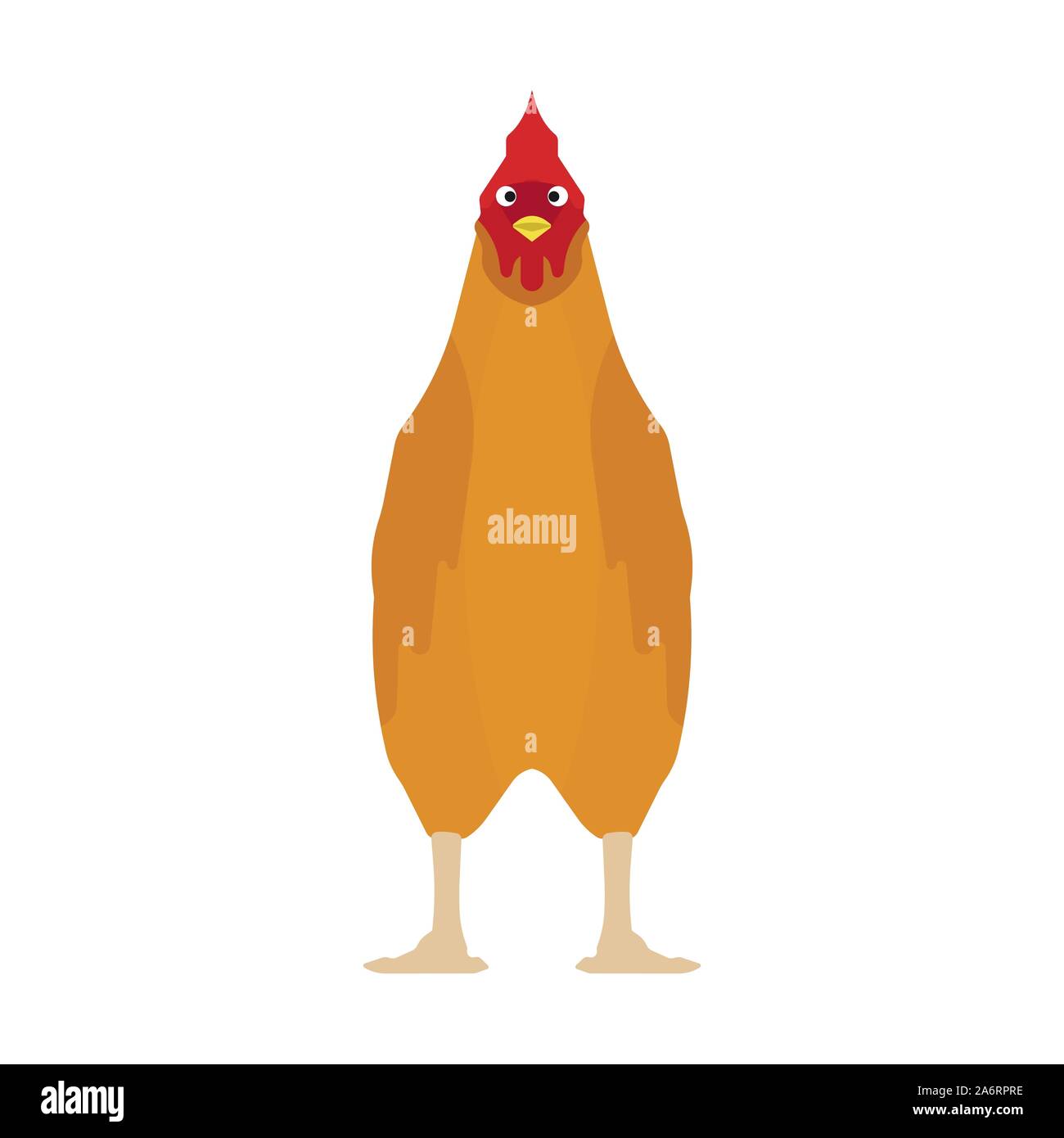 Chicken front view vector animal illustration. Rooster farm cartoon ...