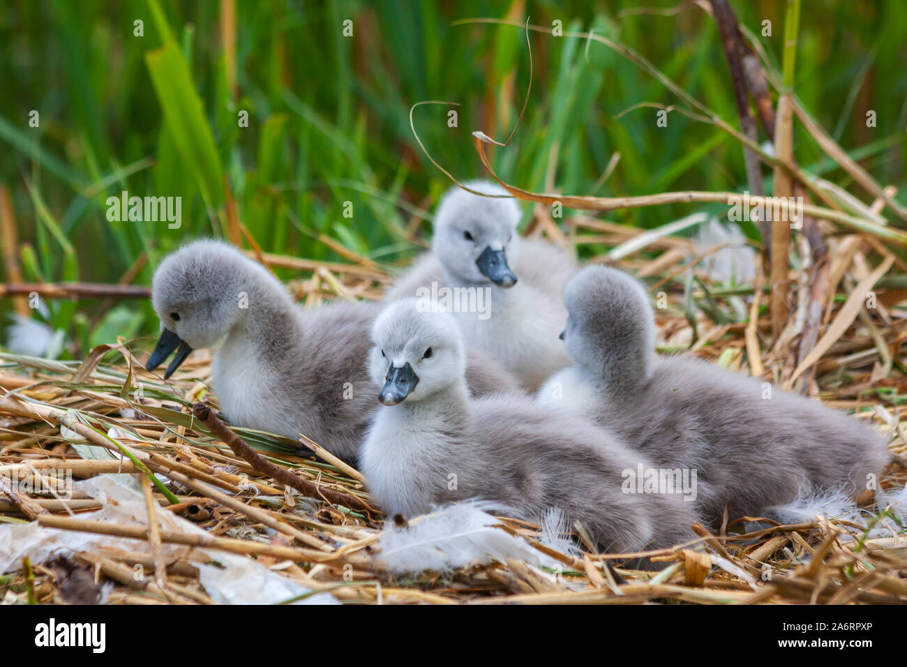 Four baby cygnets, newly hatched swan chicks "Cygnus olor" on nest at ...