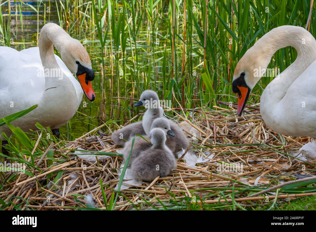 Family Swans Cygnets Canal High Resolution Stock Photography and Images - Alamy