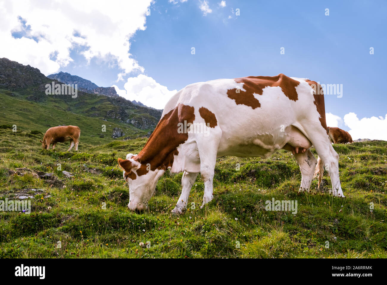 Spotted cow hi-res stock photography and images - Alamy