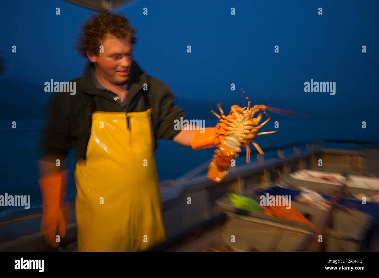 Spiny lobster new zealand hi-res stock photography and images - Alamy