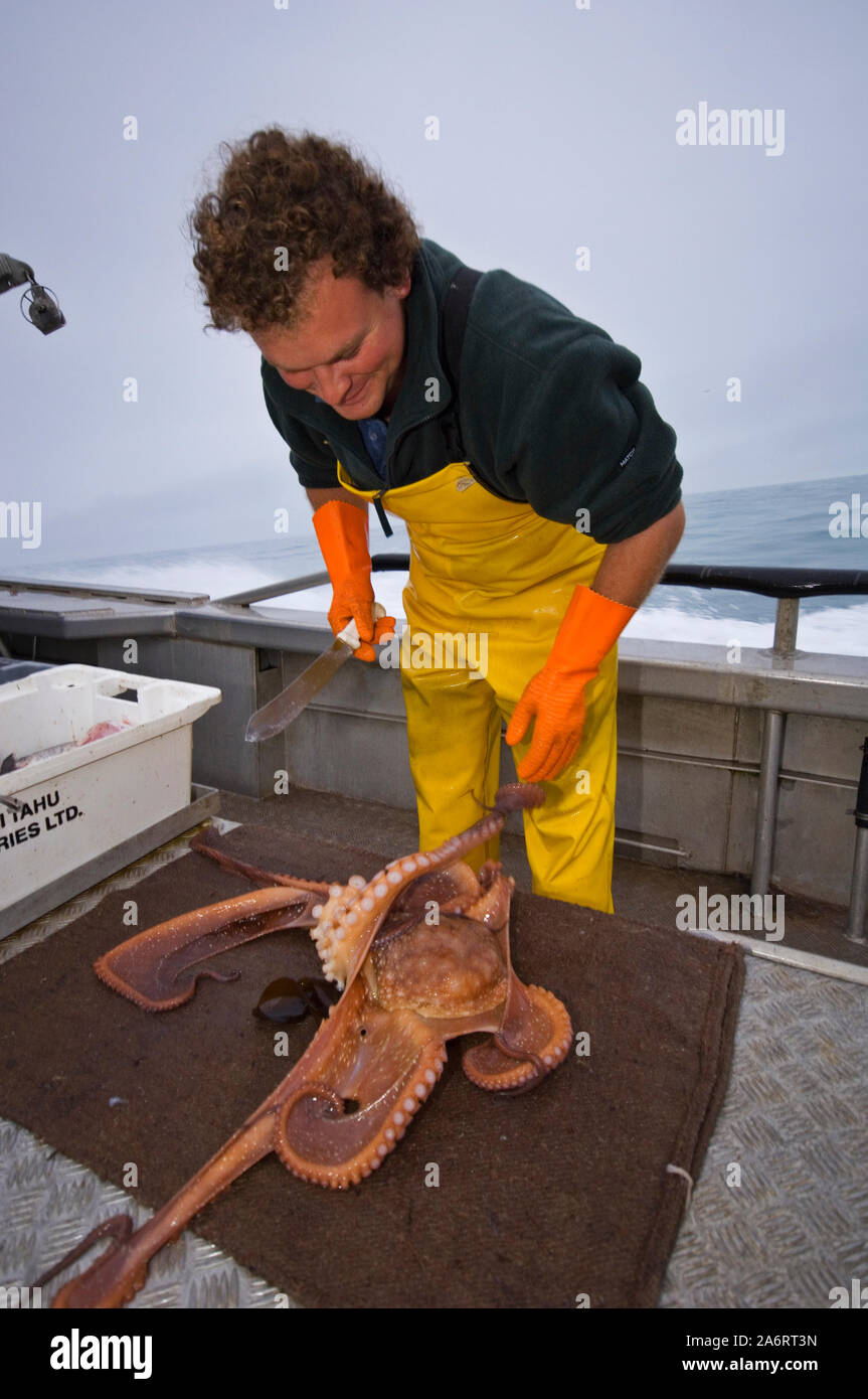 Spiny lobster new zealand hi-res stock photography and images - Alamy