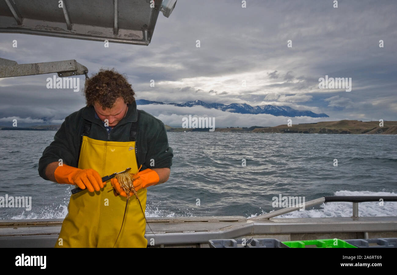 Crayfishing boat Mystique operating out of South Bay, Kaikoura, New ...