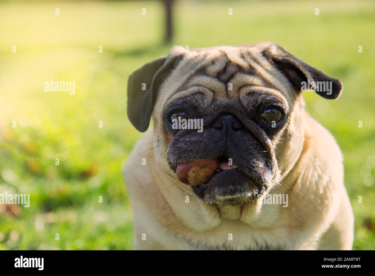 Chestnut tongue hi-res stock photography and images - Alamy