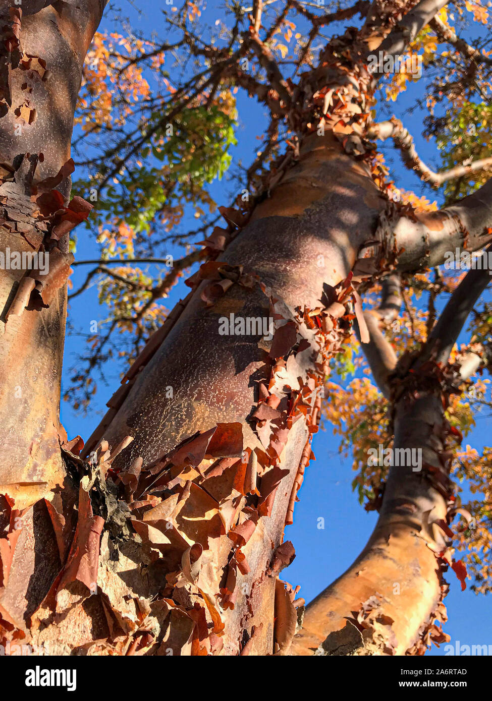Chinese maple tree hi-res stock photography and images - Alamy