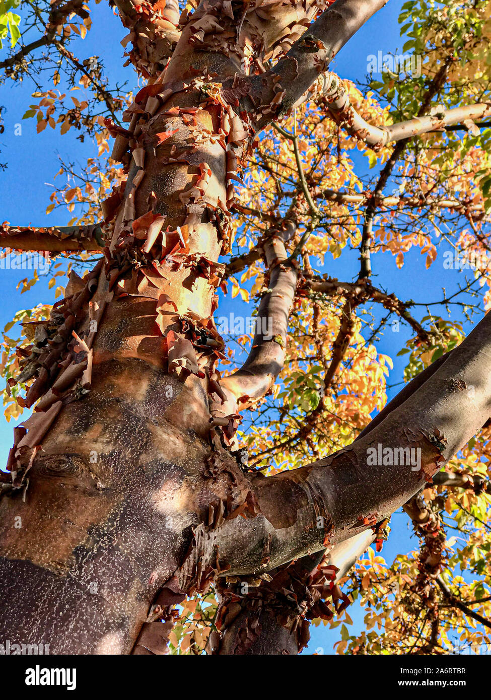 Paperbark maple, acer griseum, Whidbey Island, Washington, USA Stock ...