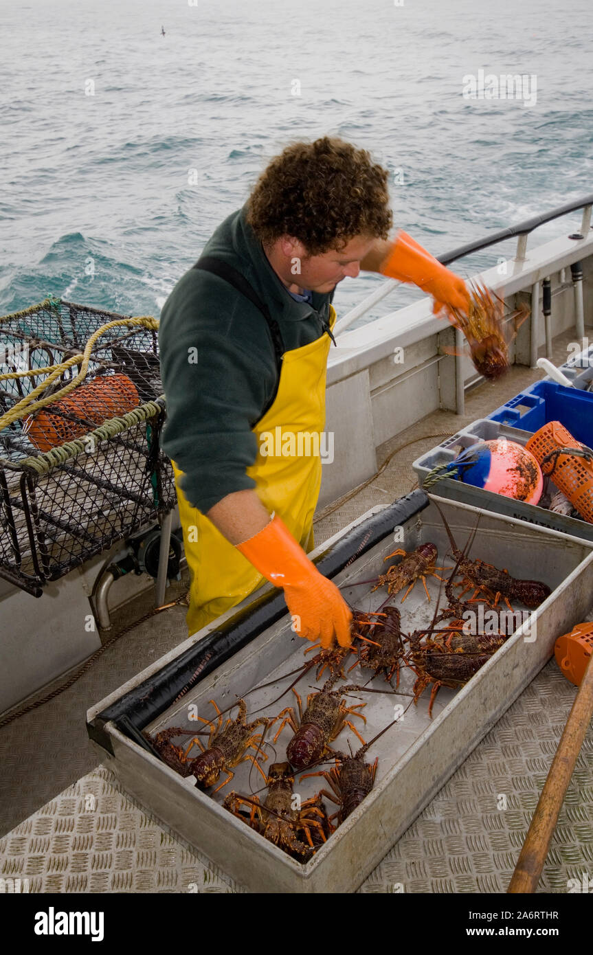 Spiny lobster new zealand hi-res stock photography and images - Alamy