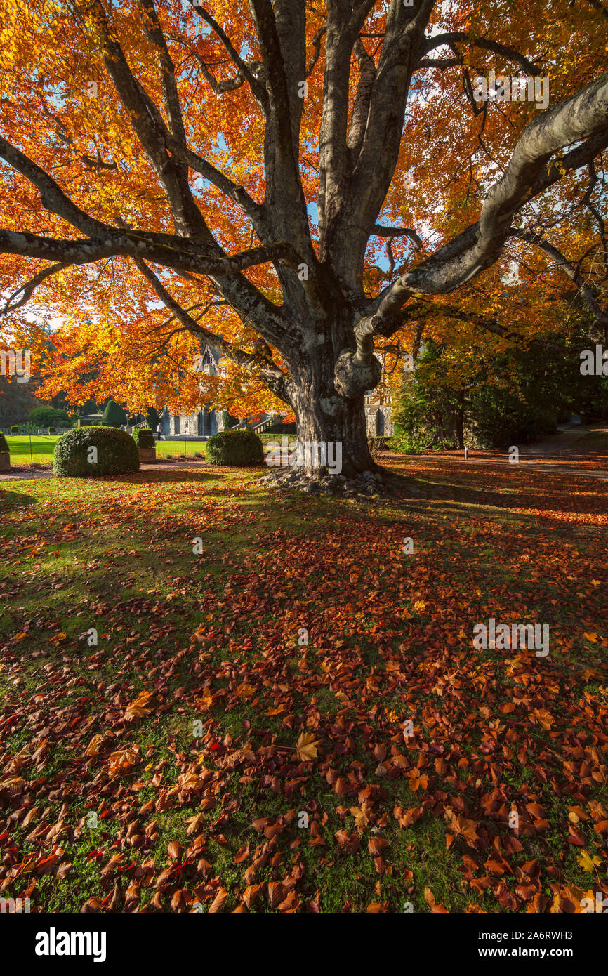 British tree leaves hi-res stock photography and images - Alamy