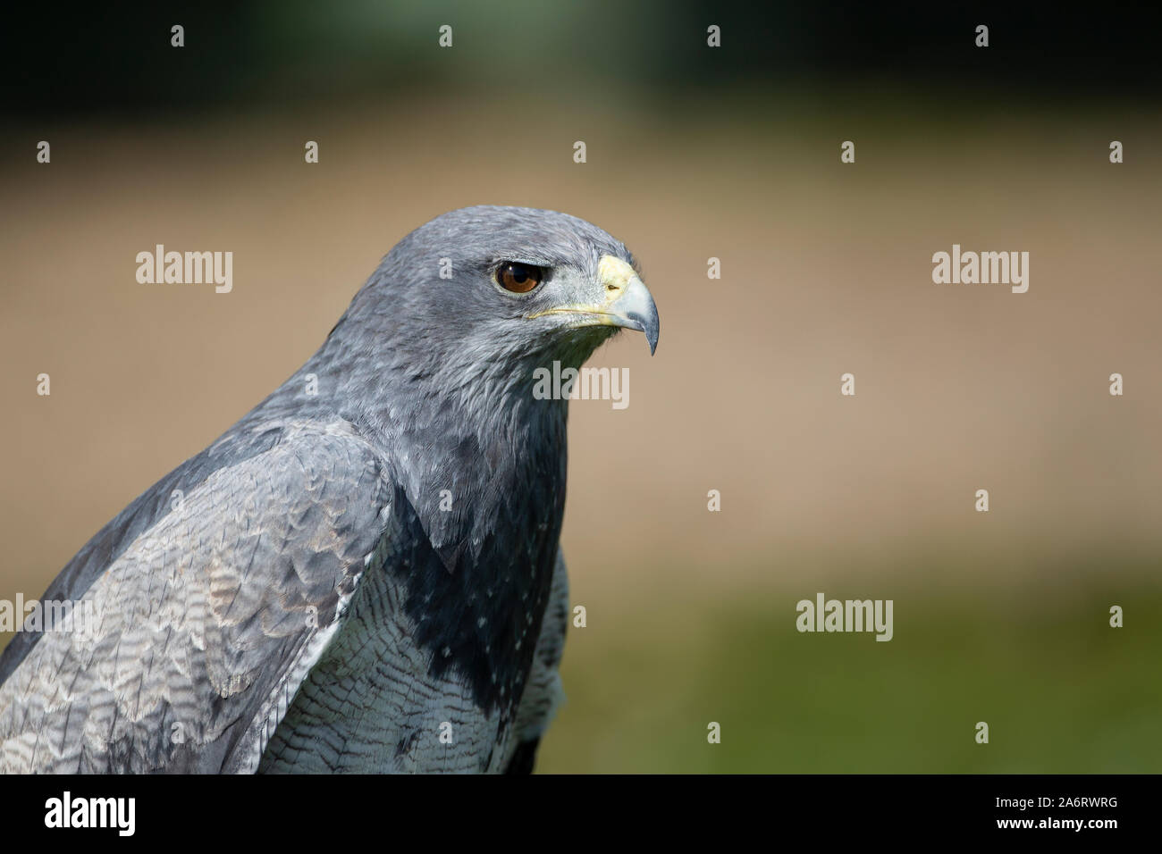 Grey Eagle High Resolution Stock Photography and Images - Alamy