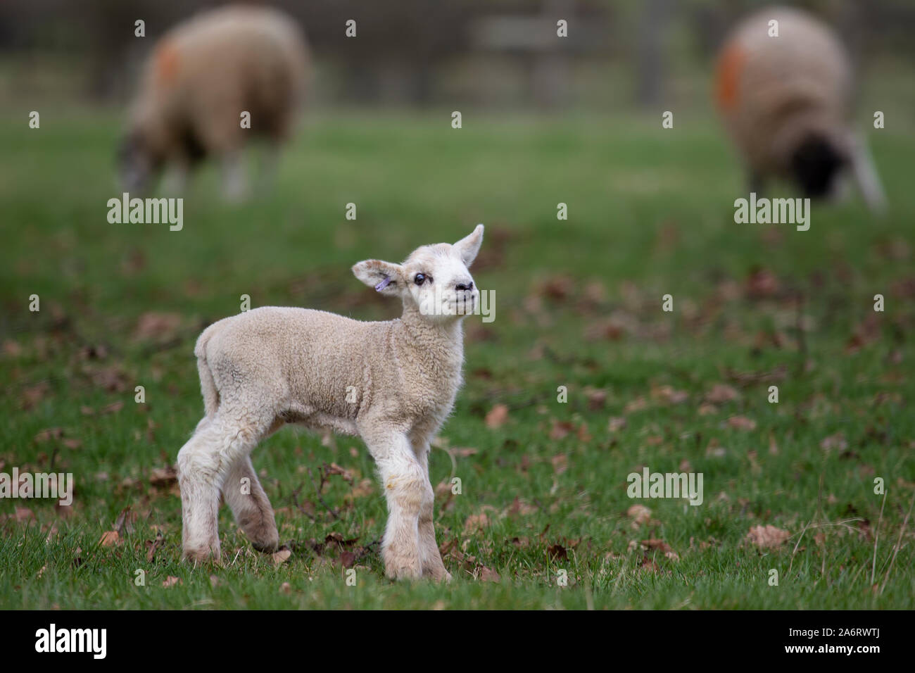 Young spring lamb Ovis aries with head at a jaunty angle in a field of ...