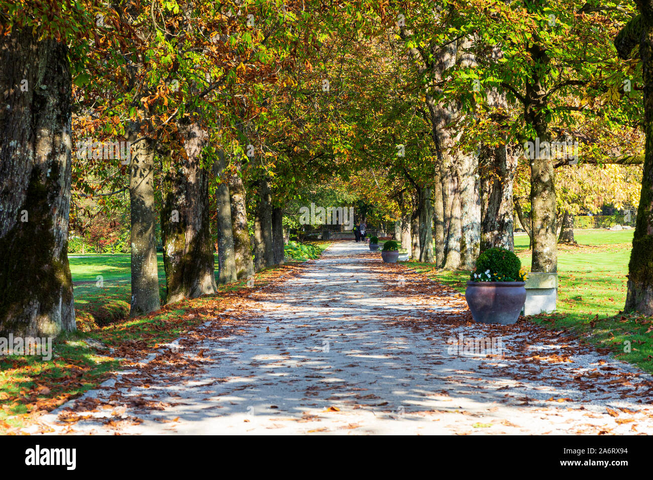 Tree lined country road Stock Photo - Alamy