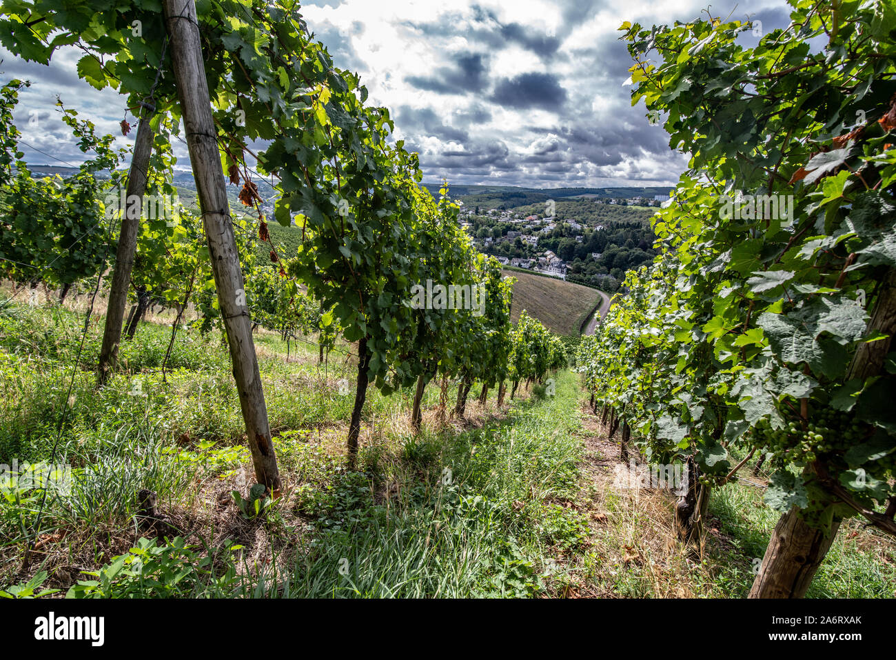 Reben weinbau weinberg hi-res stock photography and images - Alamy
