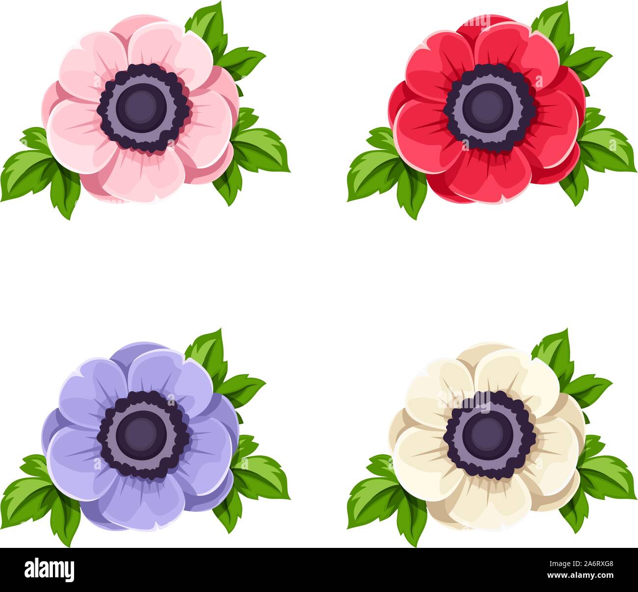 Vector set of four colorful anemone flowers isolated on a white ...