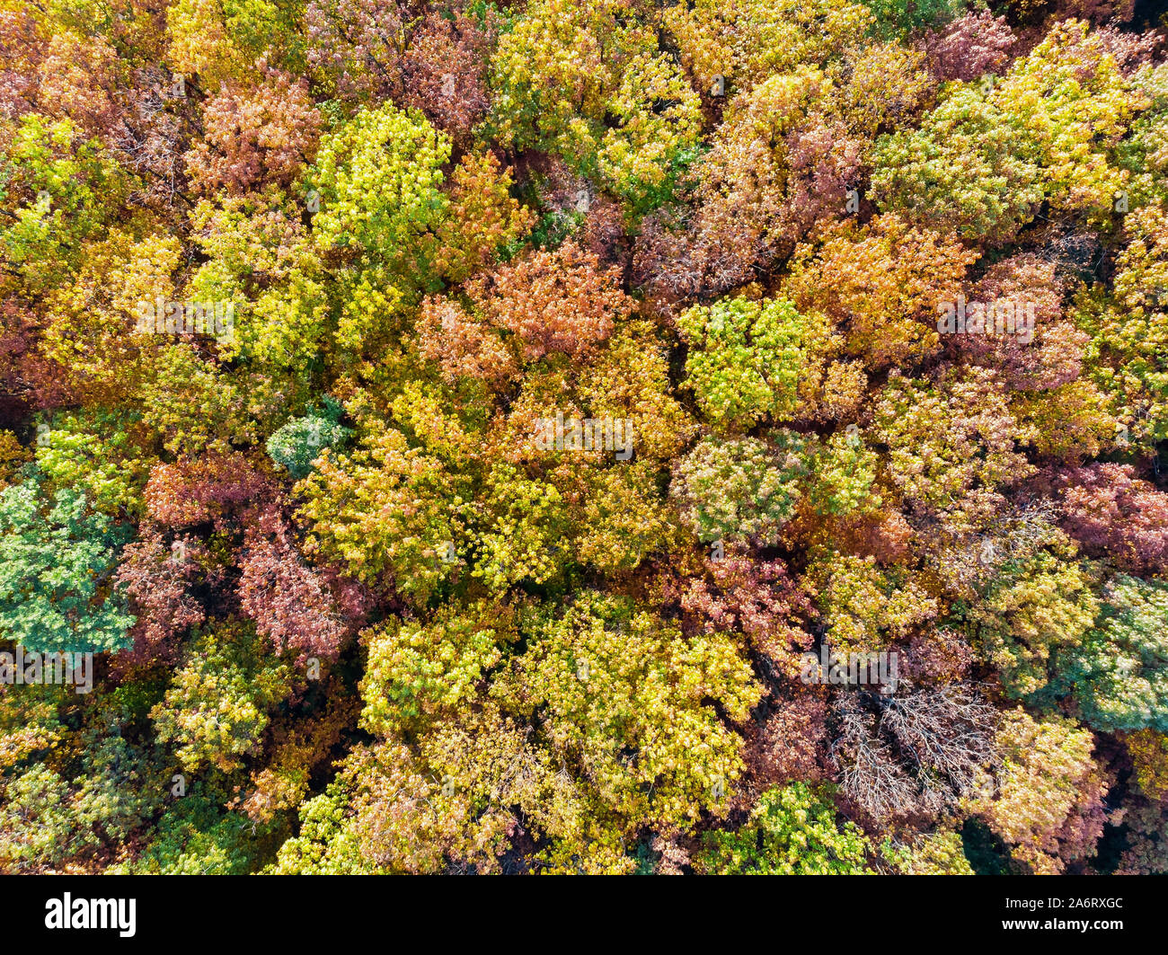 Aerial view forest no leaves hi-res stock photography and images - Alamy