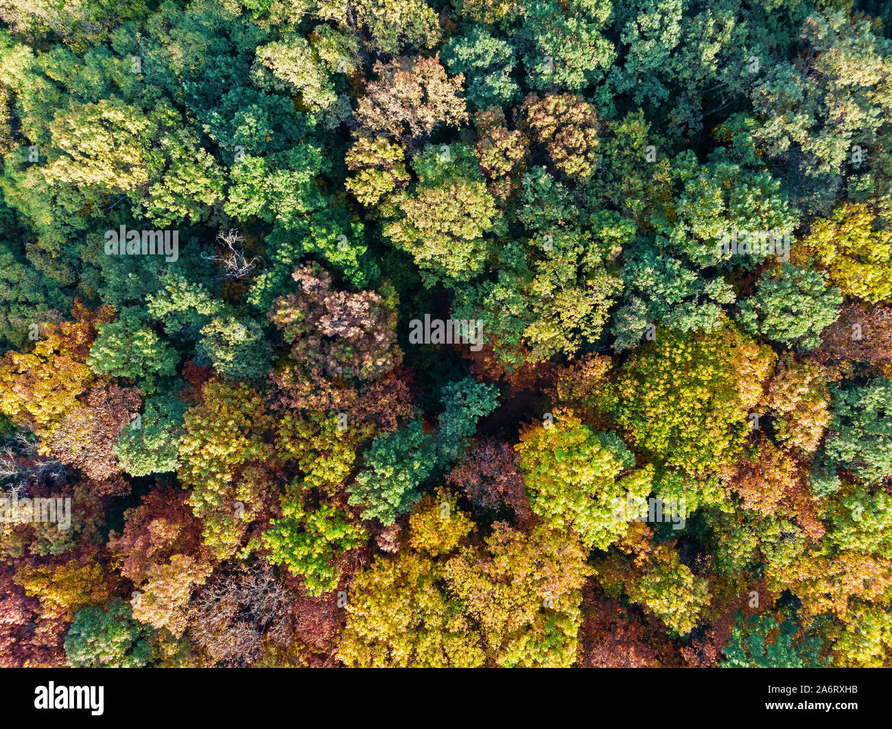Colorful autumn forest hi-res stock photography and images - Alamy