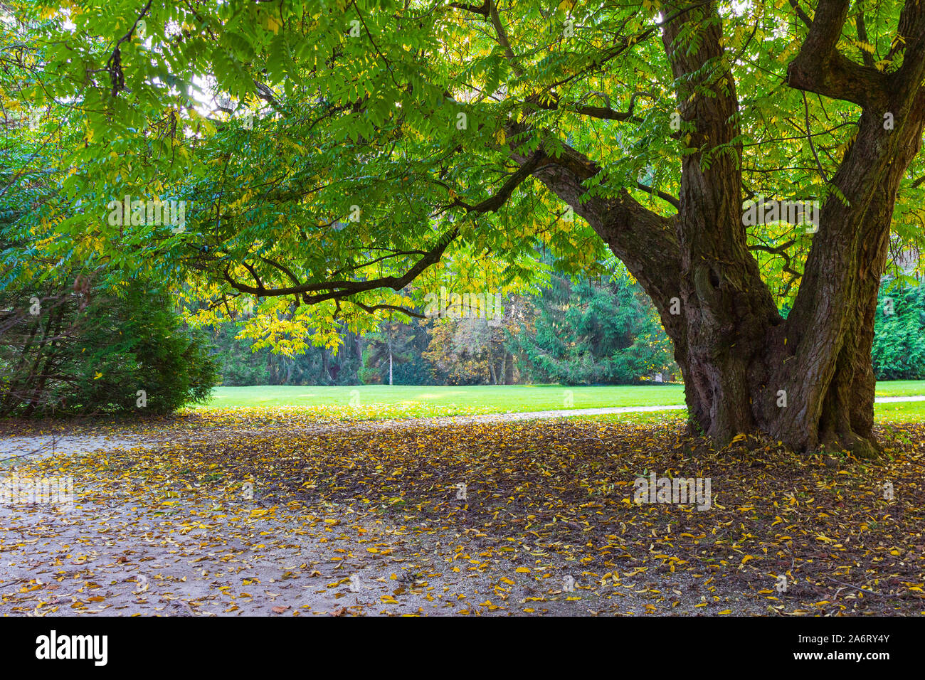 Mighty tree hi-res stock photography and images - Alamy