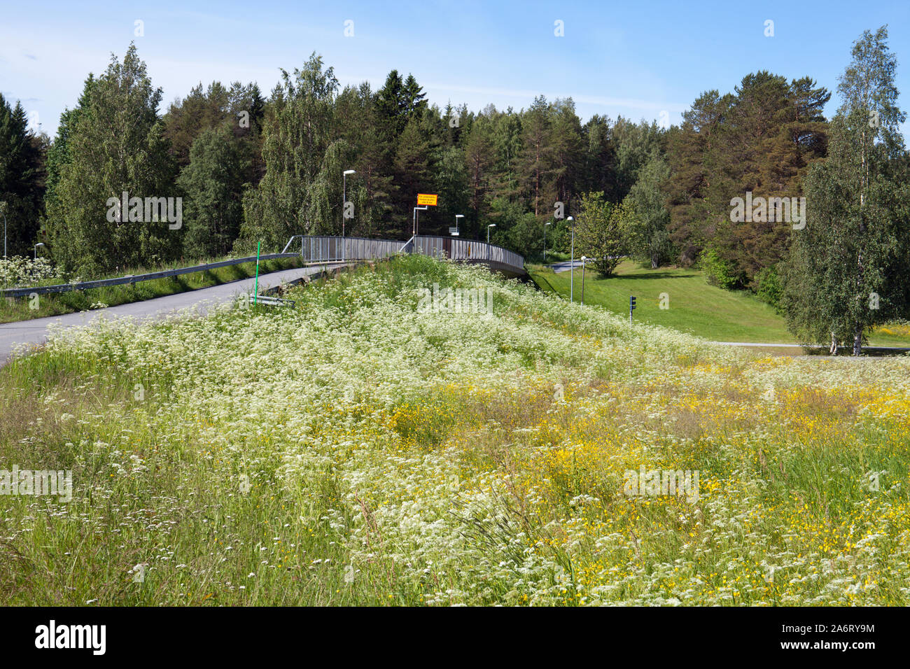 Colorful flowery meadows this side a bridge. Forest in the background ...