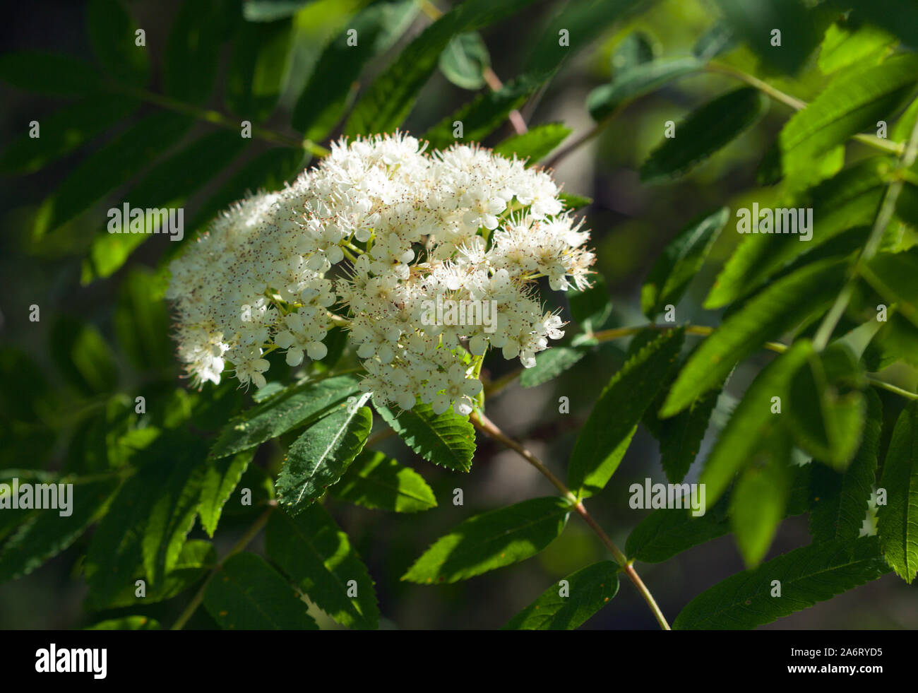 White summer flowers on a summer tree. Rowan tree in spring. Bright ...