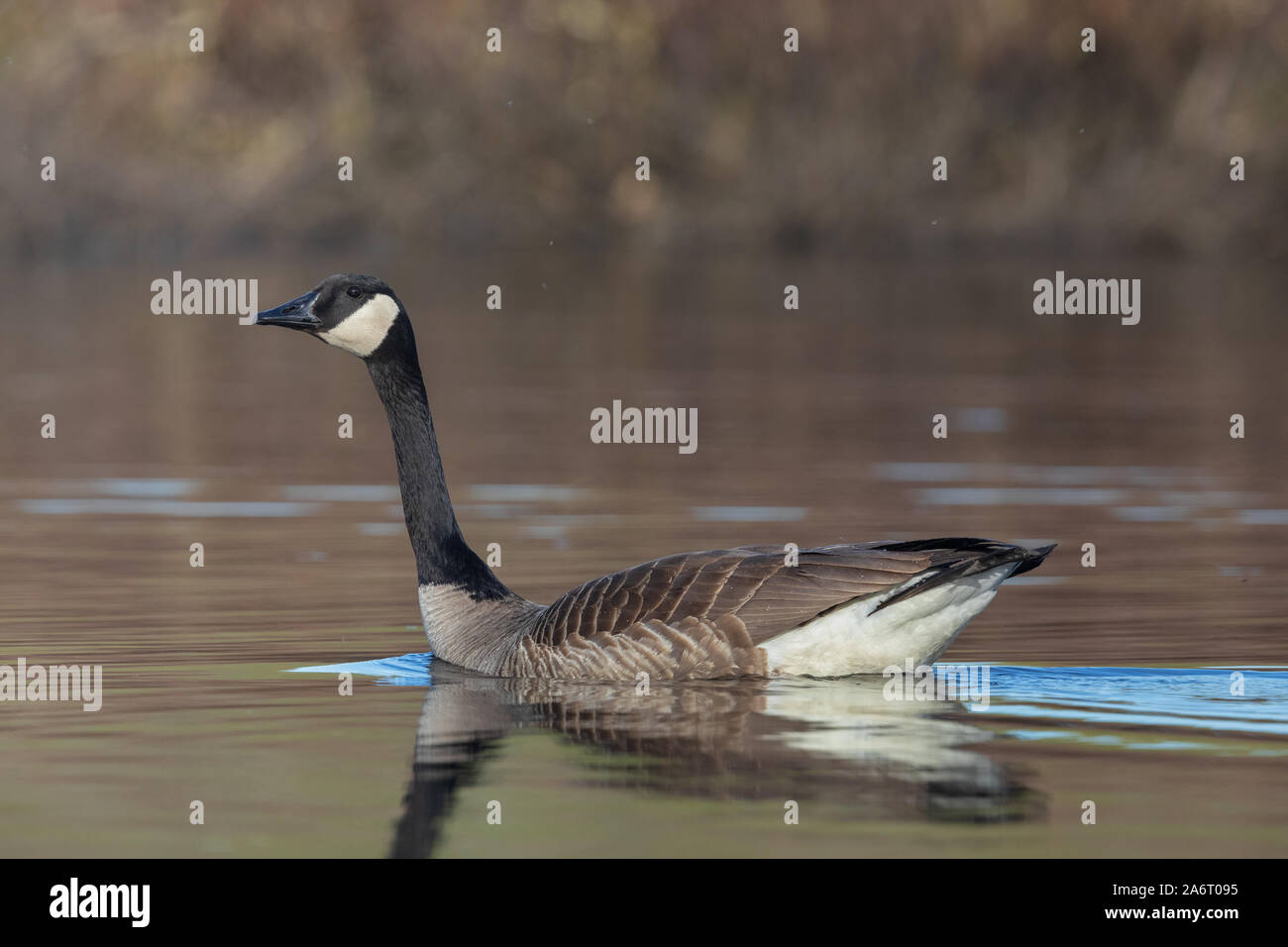 One adult goose hi-res stock photography and images - Alamy