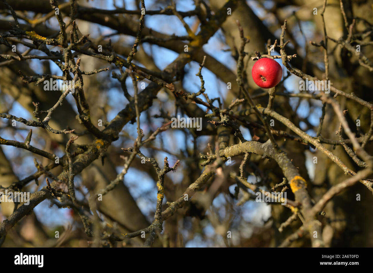 One single Red Apple On Brunch Tree Stock Photo - Alamy