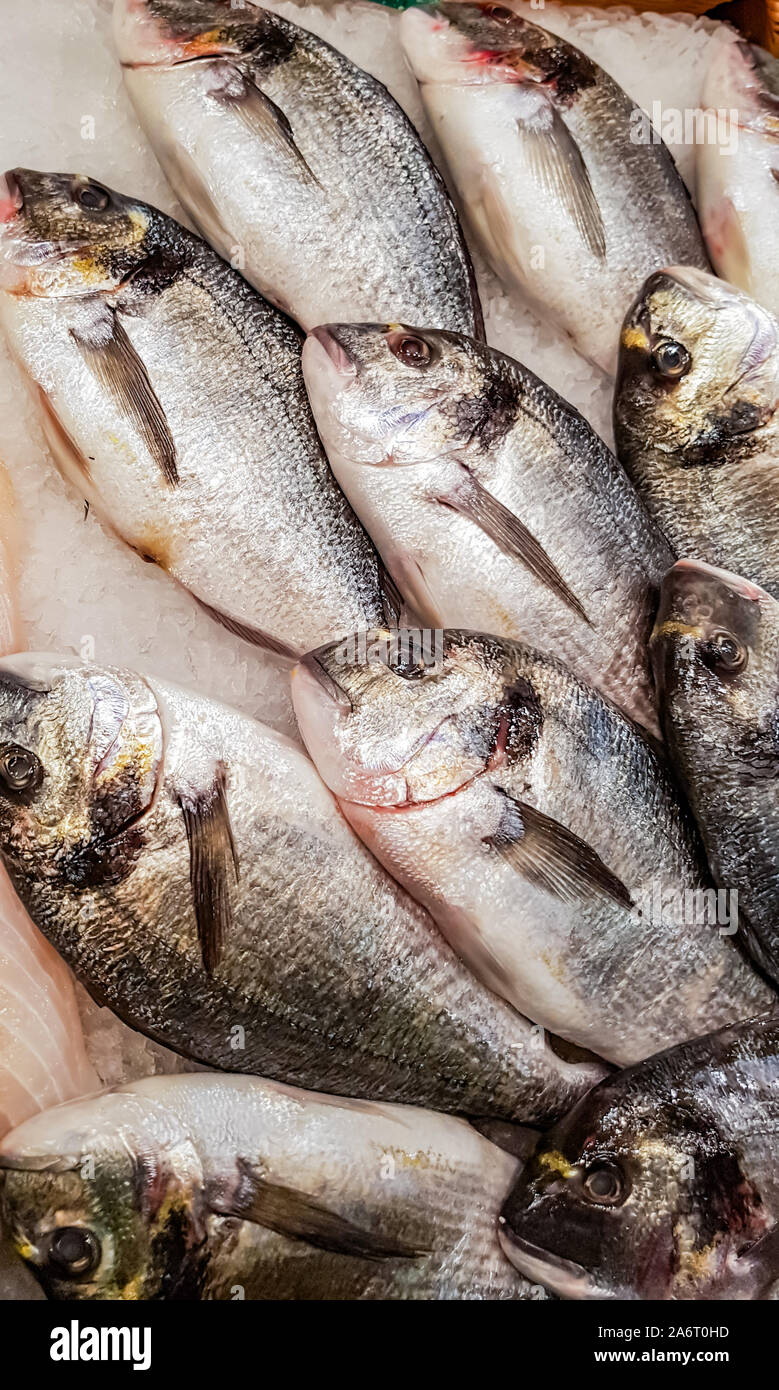 Sparus aurata hi-res stock photography and images - Alamy