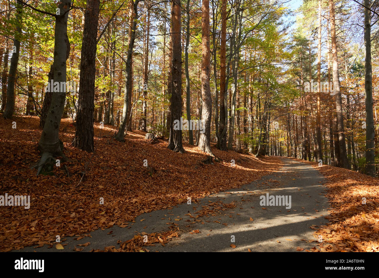 Gimbal tree hi-res stock photography and images - Alamy