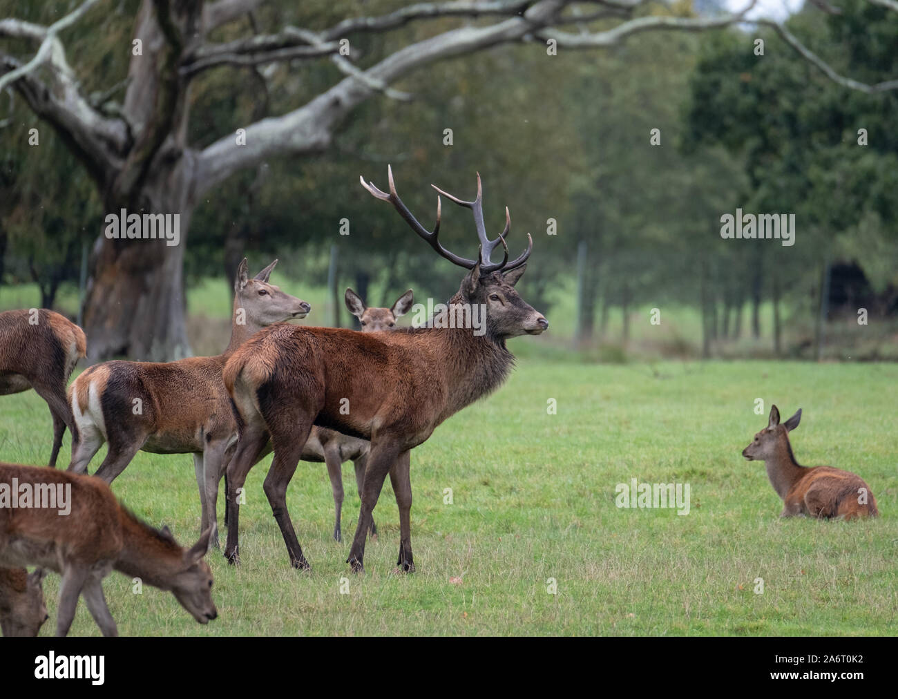Group of red deer, including male with antlers and female hinds ...