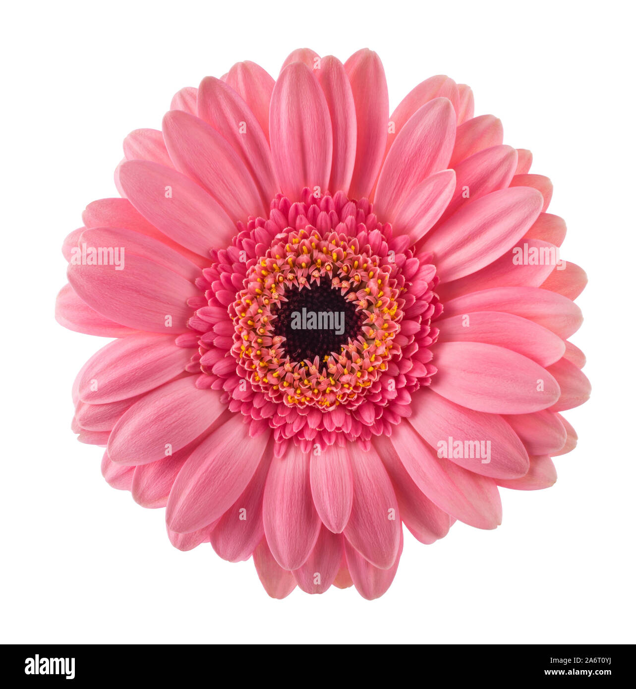 Pink Gerbera flower head isolated on white background Stock Photo - Alamy