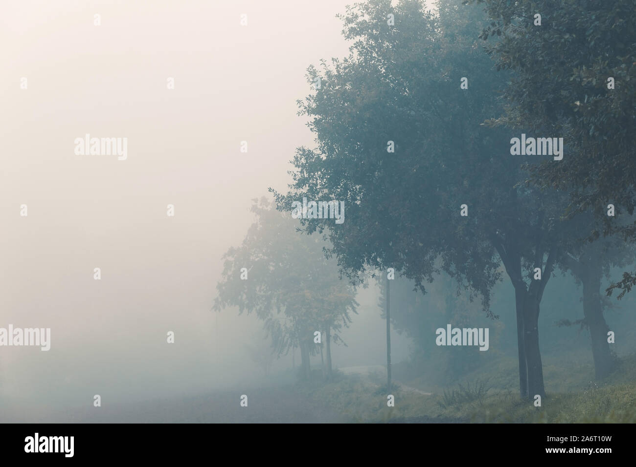 Countryside autumn landscape, trees in a foggy day, natural background ...